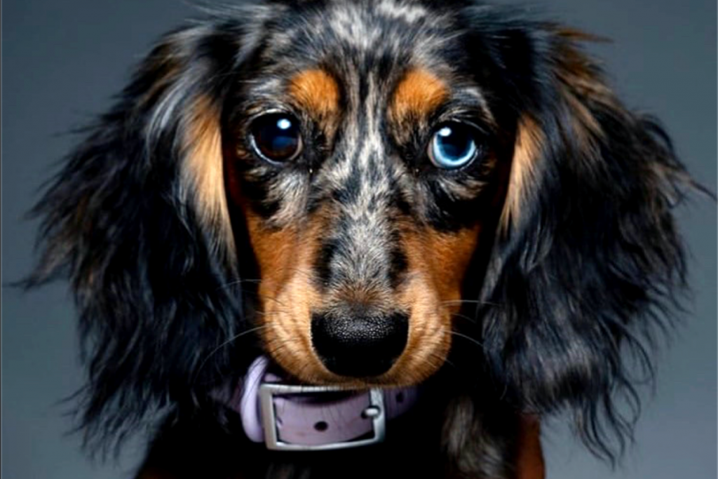 [Event] Free Pet Headshots in San Francisco | HeadShots Inc