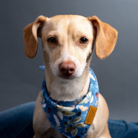 Pet Headshot Photography Examples, Cost, & Tips | HeadShots Inc