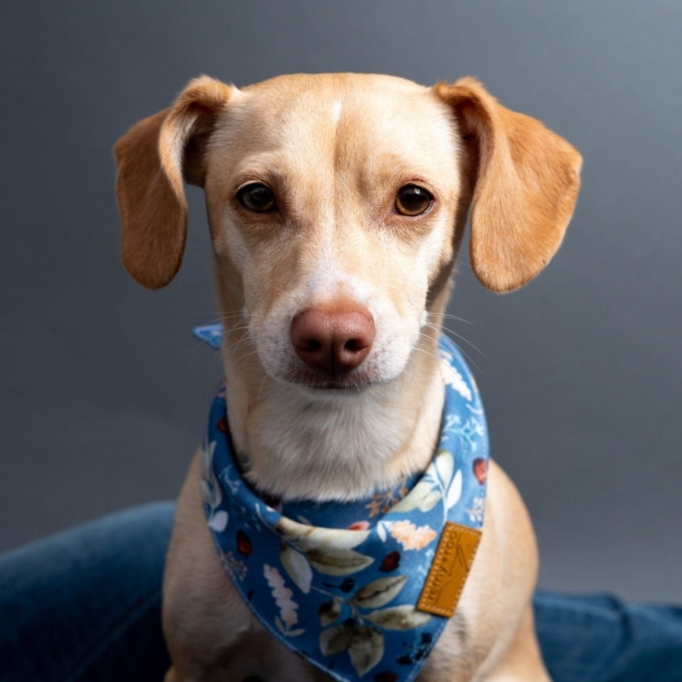 Pet Headshot Photography Examples, Cost, & Tips | HeadShots Inc